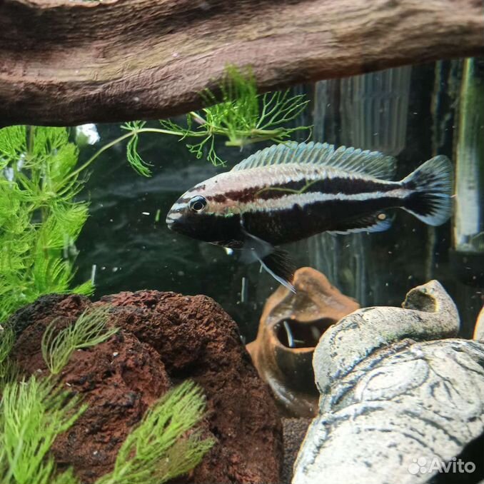 Цихлиды Ауратус