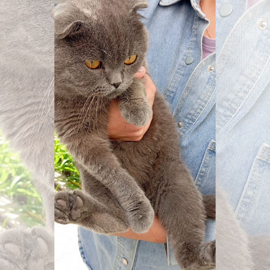 Кот бесплатно