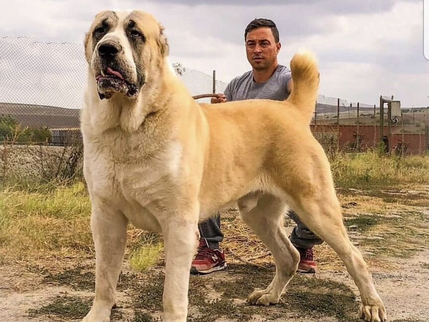 Для любителей покрупнее