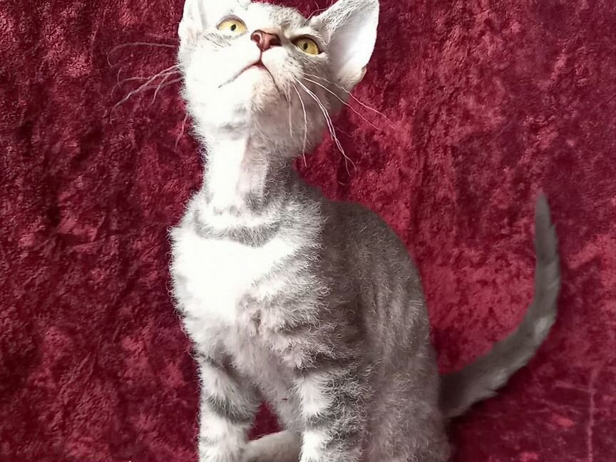 Кошечка сфинкс