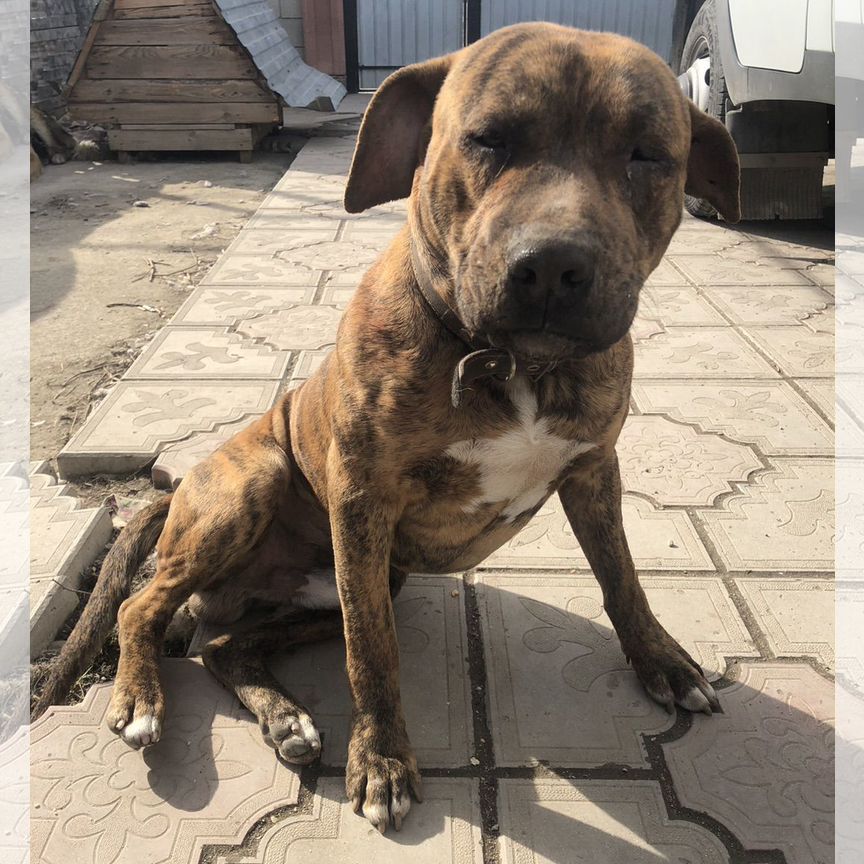 Собака стаффордширский терьер