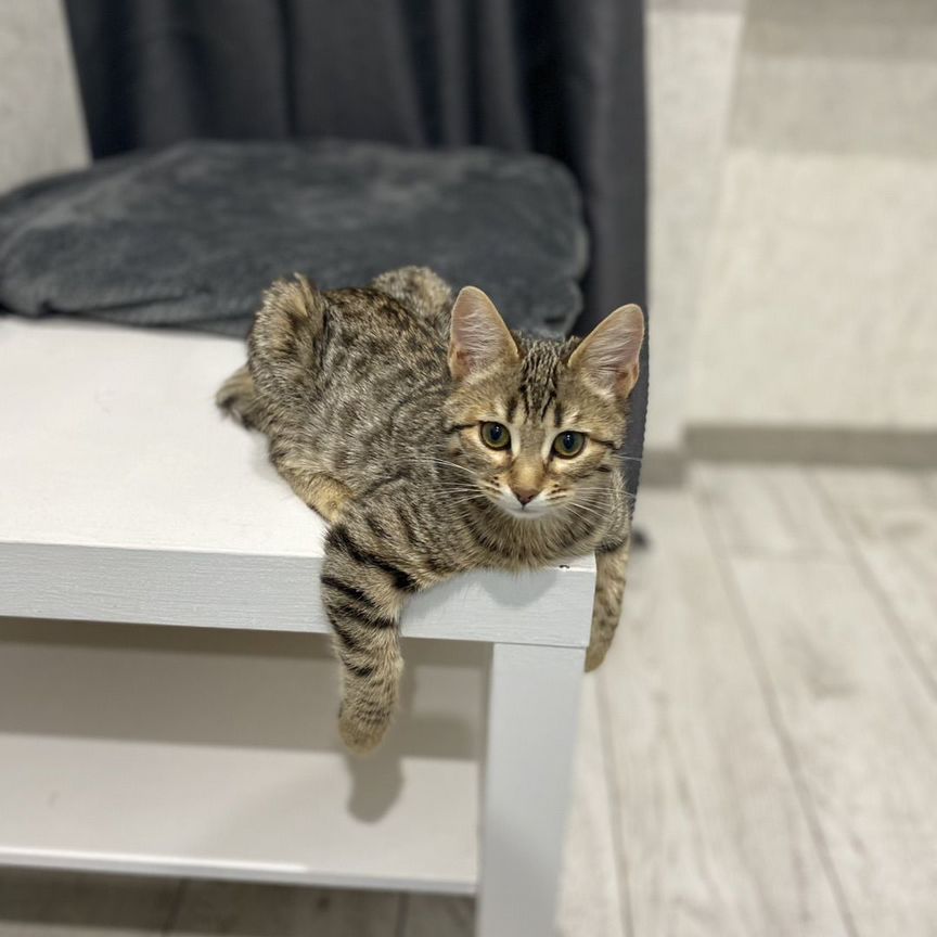 Отдам бенгальского котенка