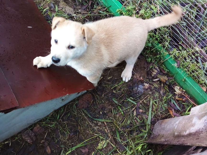 Щенок порода-дворянин