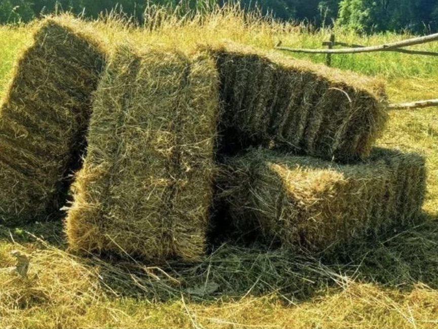 Продам сено
