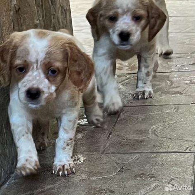 Бретонский эпаньоль щенки