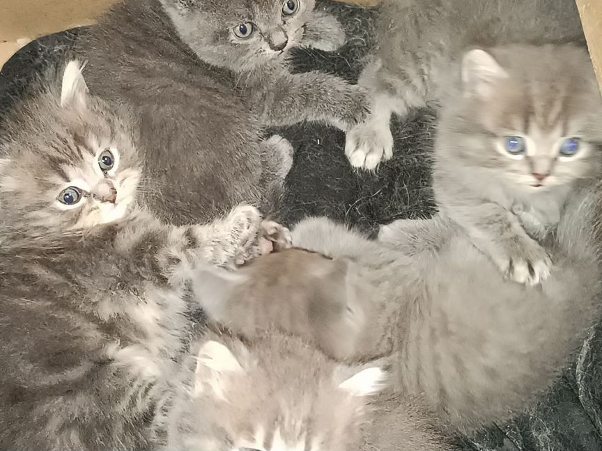 Британские котята