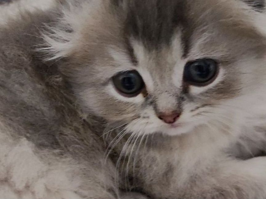 Вислоухие котята