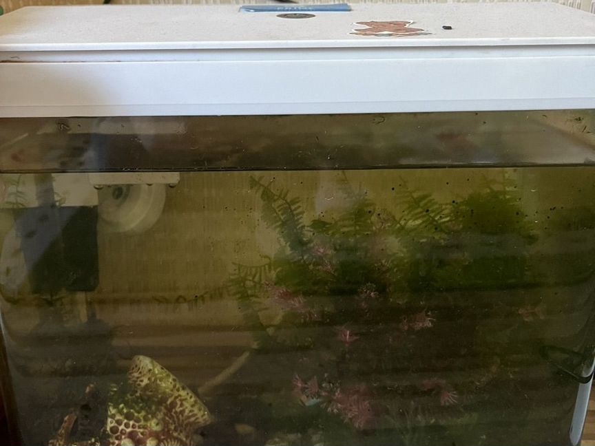 Аквариум с двумя рыбками данио