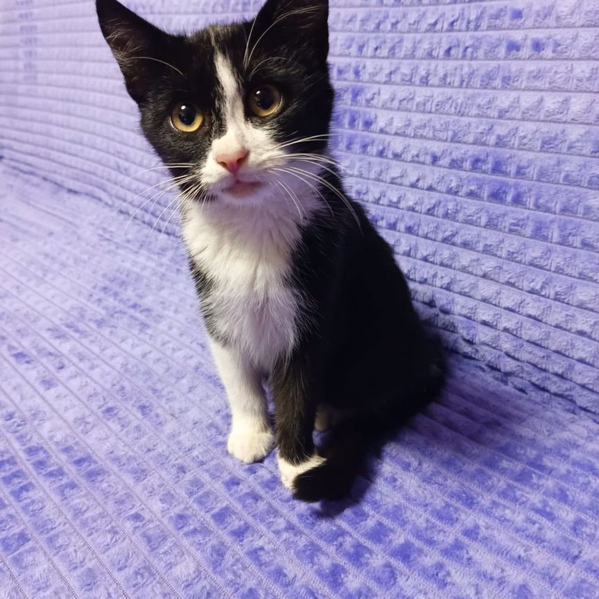 Стерильный котенок Дуся в дар