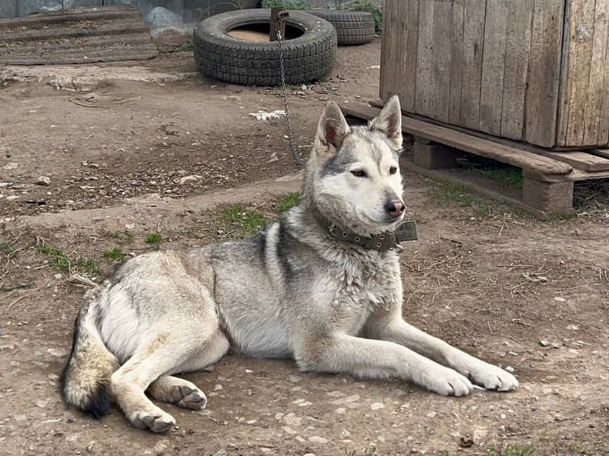 Хася ищет дом