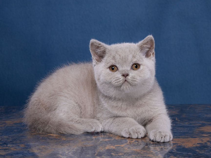 Британский лиловый мальчик