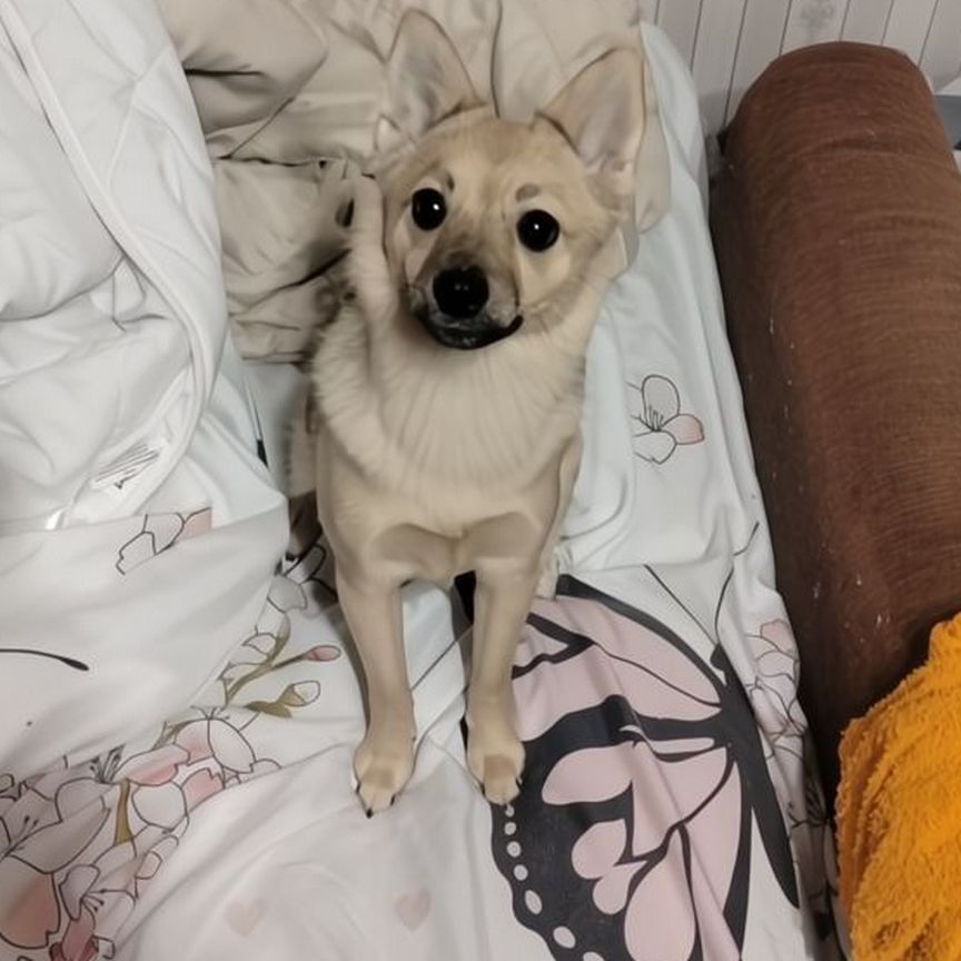 Вольфшпиц, взрослая собака