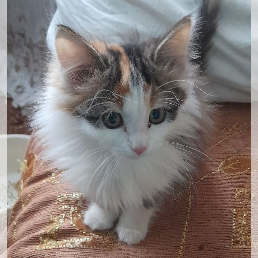 Шотландский вислоухий длинношёрстный котёнок