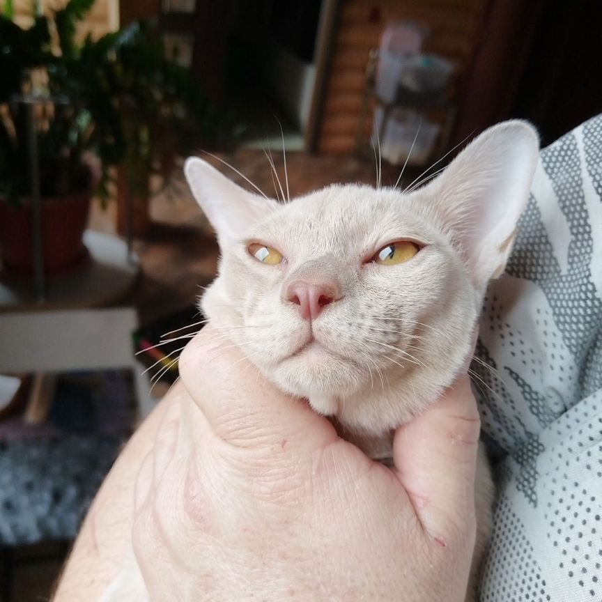 Бурманский мальчик