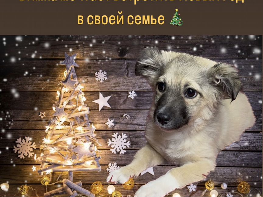 Щенок от маленькой собачки в добрые руки