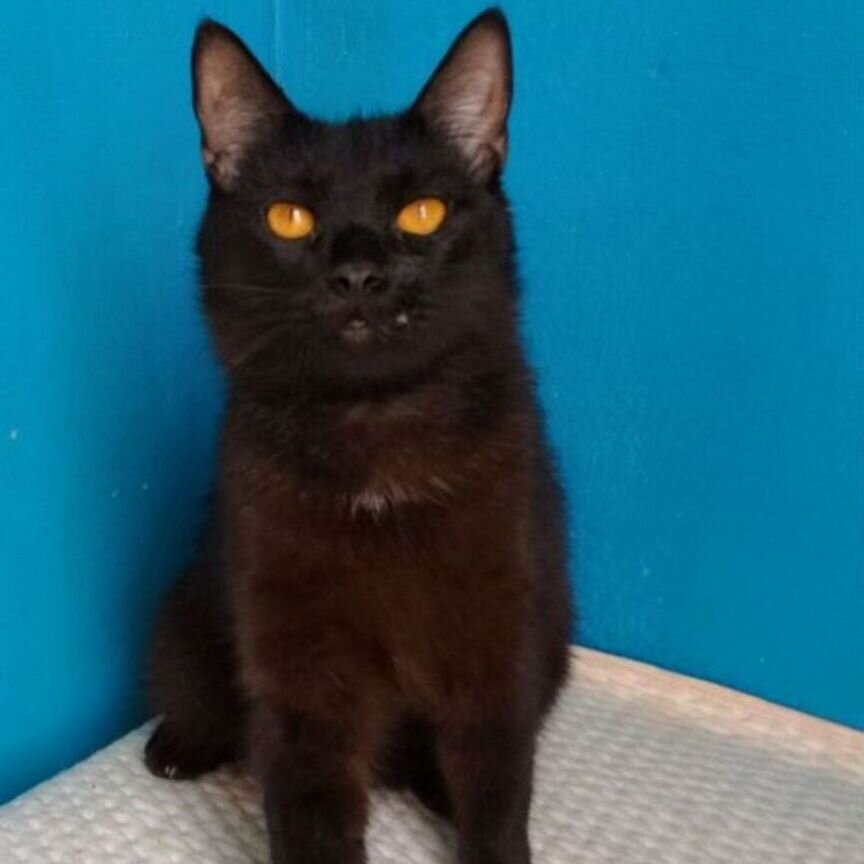 Ласковый чёрный кот в добрые руки