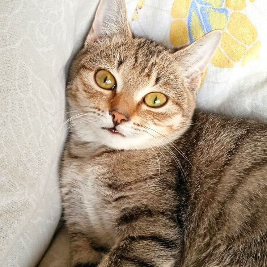 Котëнок девочка в добрые руки бесплатно