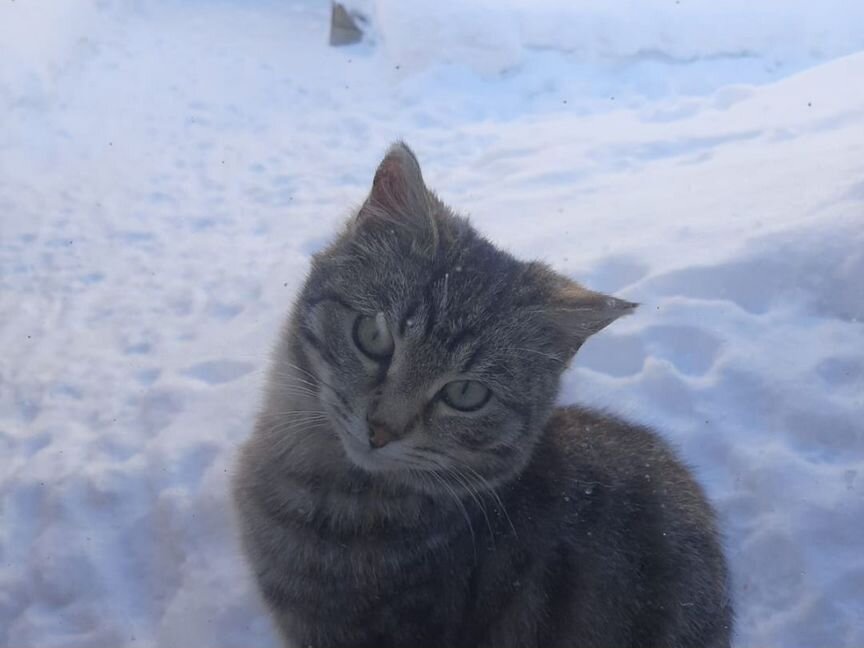 Котенок в добрые руки бесплатно