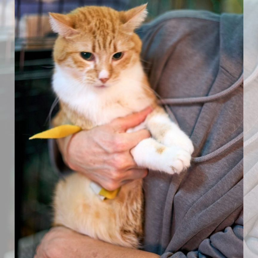 Коты в добрые руки