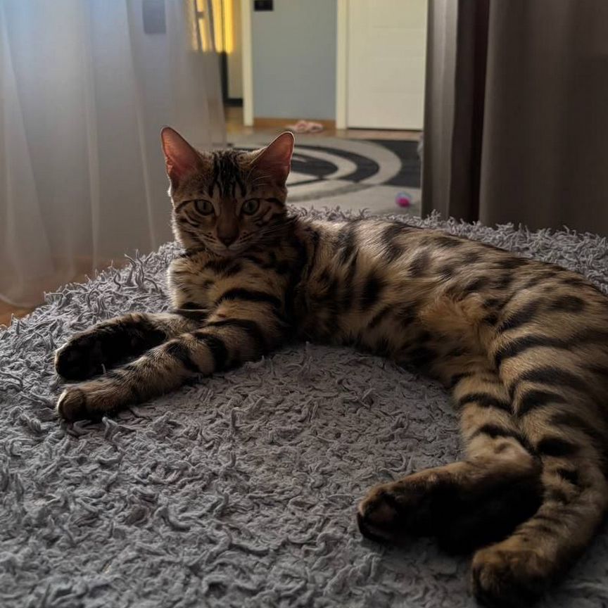 Продается кошка
