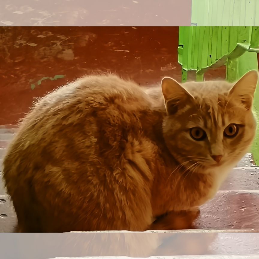 Взрослый кот в добрые руки