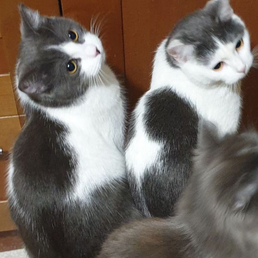 Отдам кошечку в добрые руки