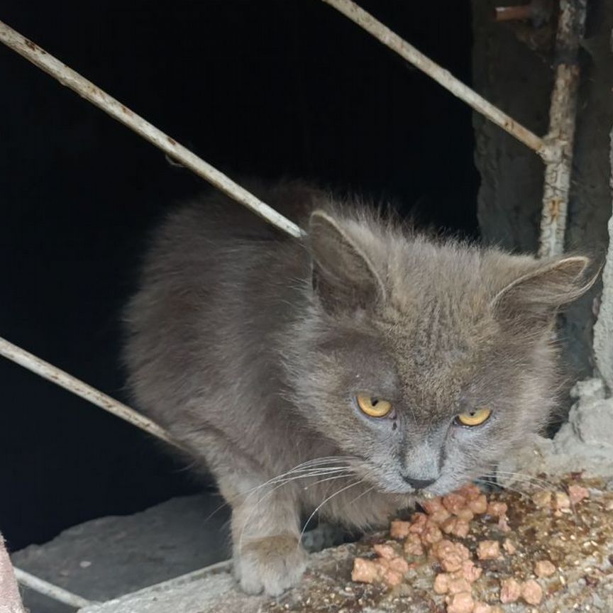Найдена кошка