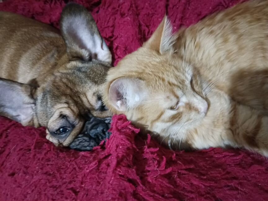 Котёнок метит бобтейла курильского