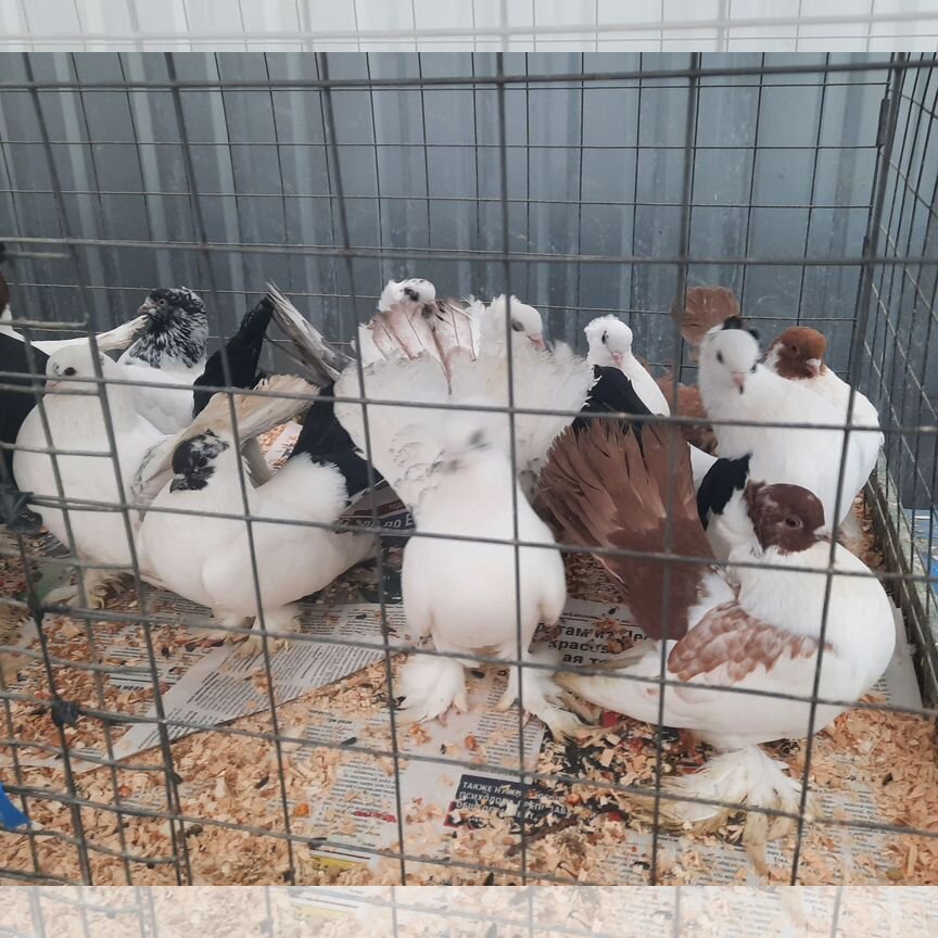 Голуби ростовские статные