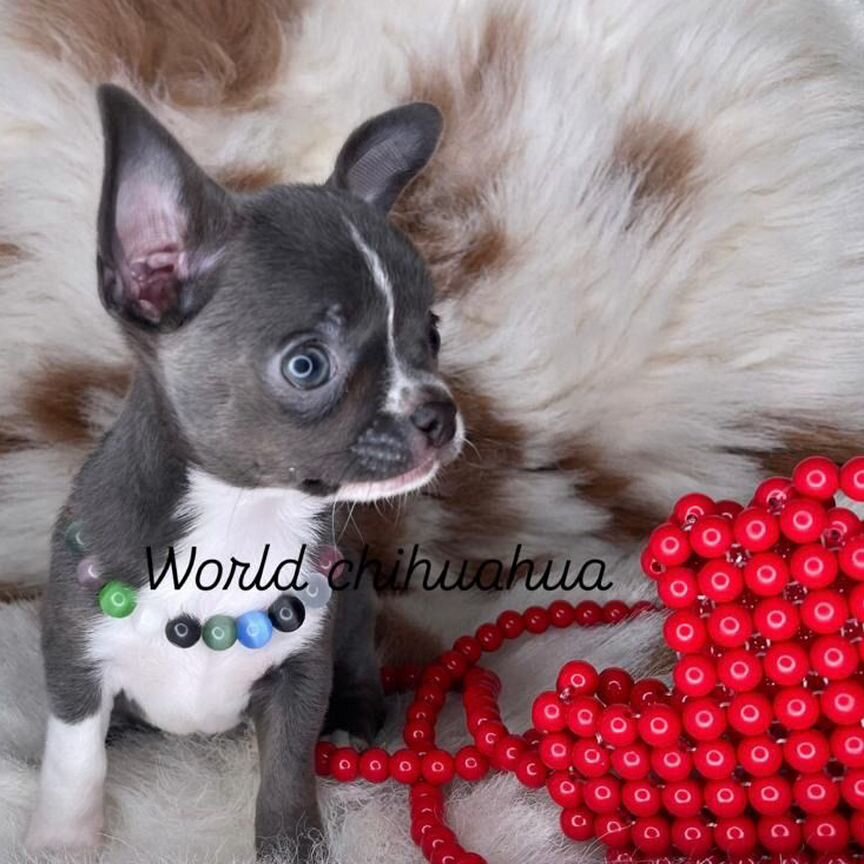 Роскошная Мини Девочка