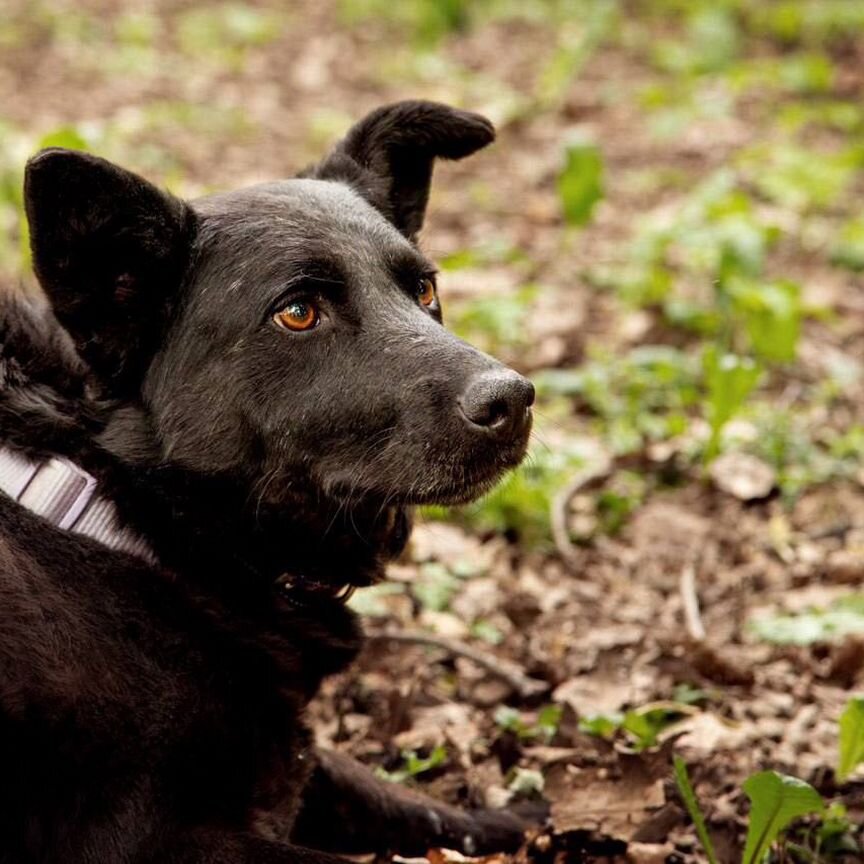 Ника ищет дом