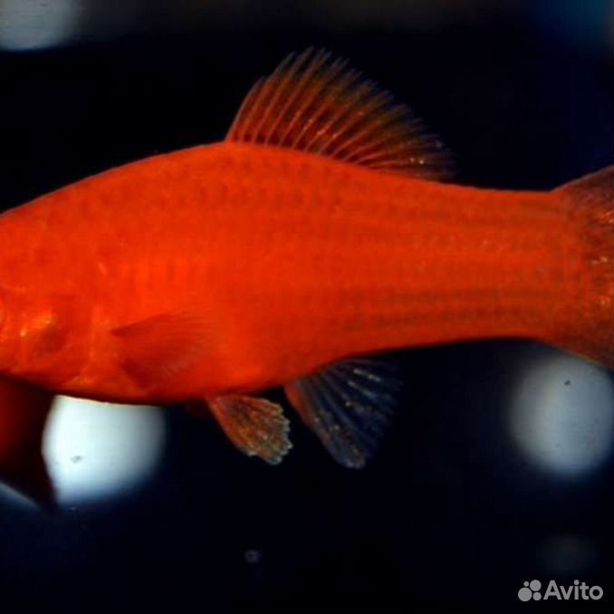 Меченосец красный рубин глаз красный - Xiphophorus