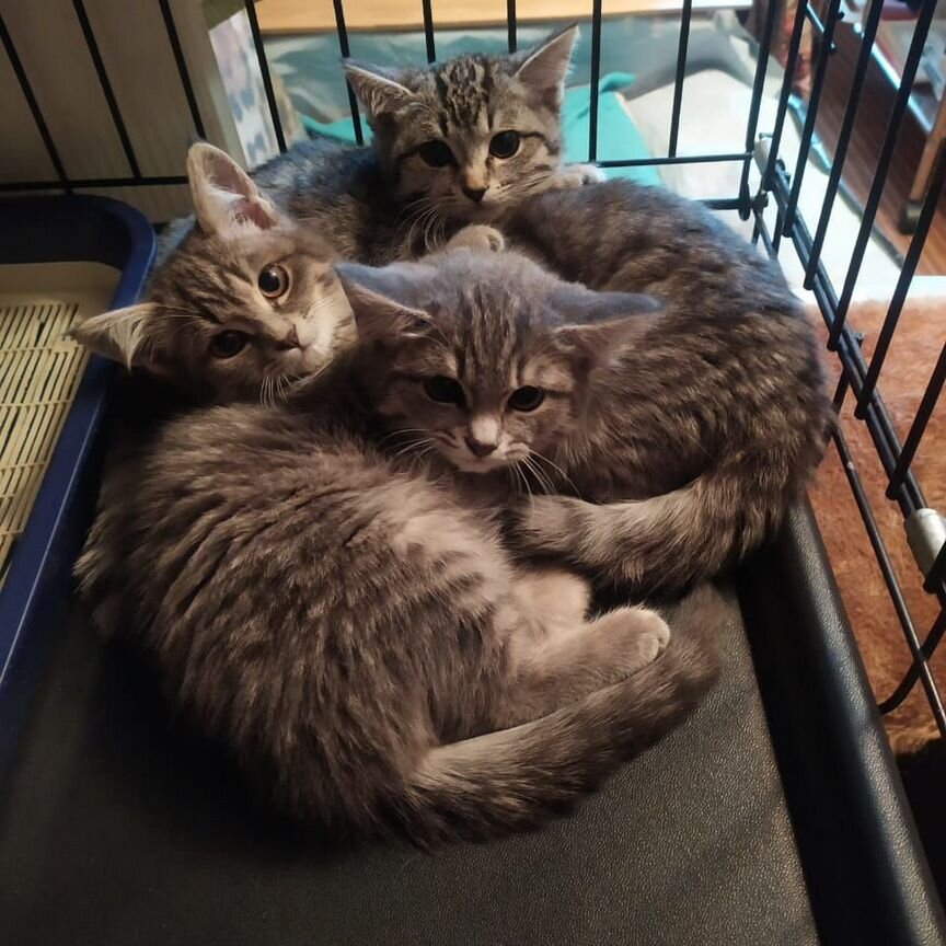 Котята девочки