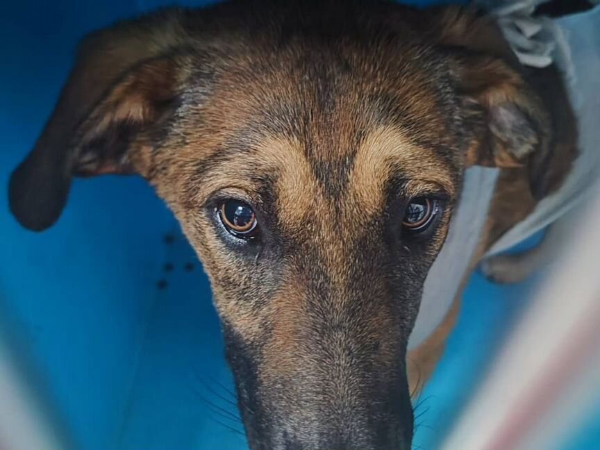 Собака в добрые руки