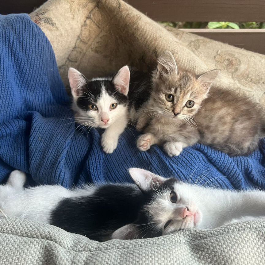 Котенок в добрые руки