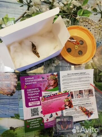 Мини-ферма с 1 куколкой тропической бабочки