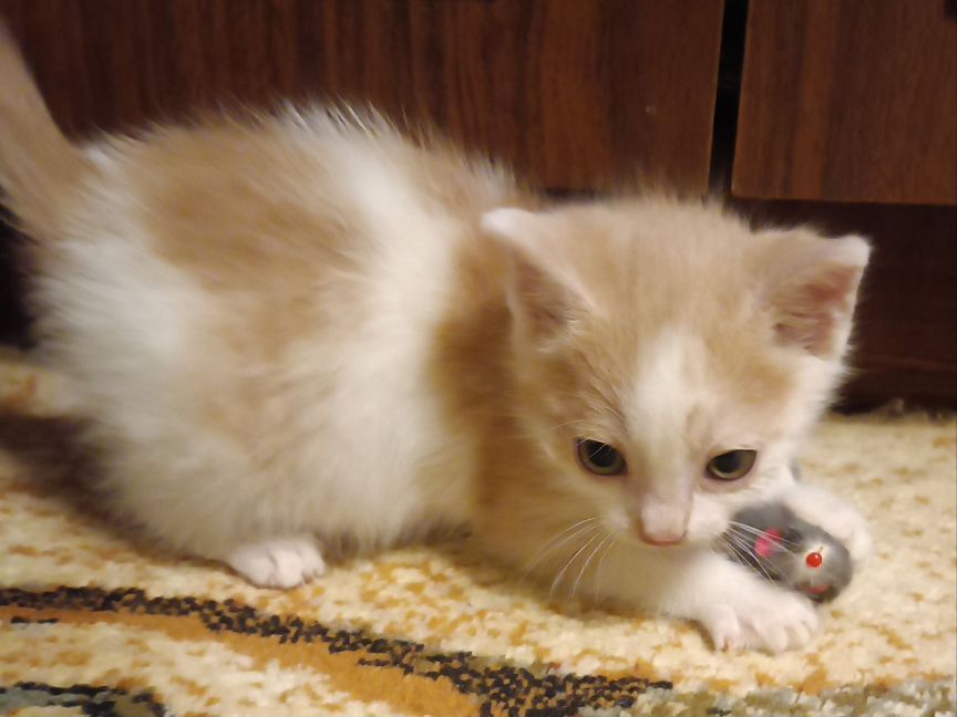 Рыжий котенок