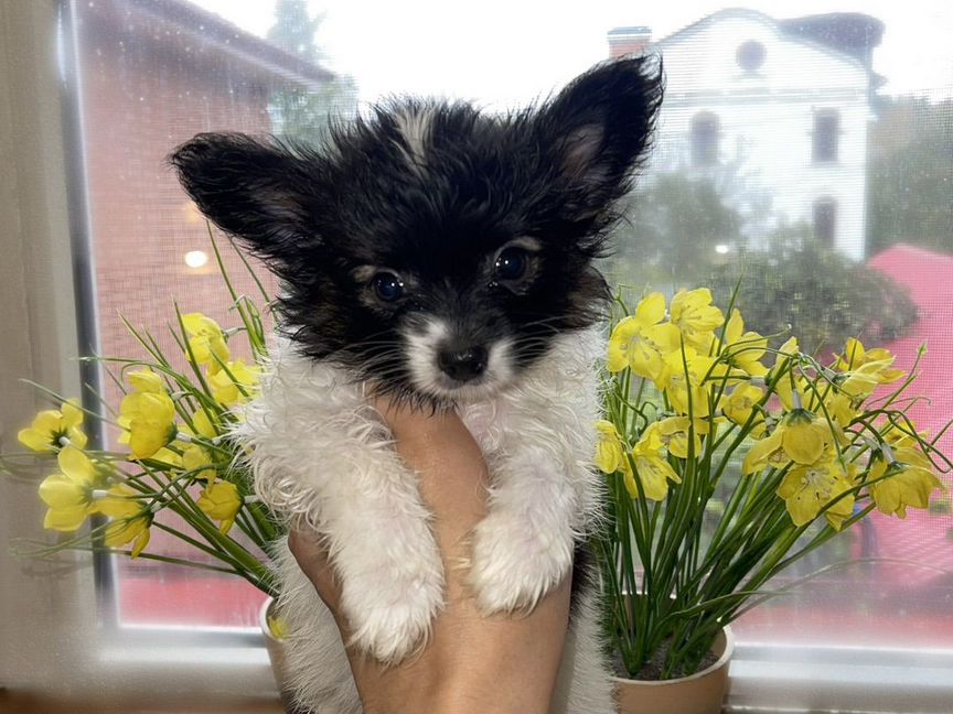 Континентальный Той спаниель папийон