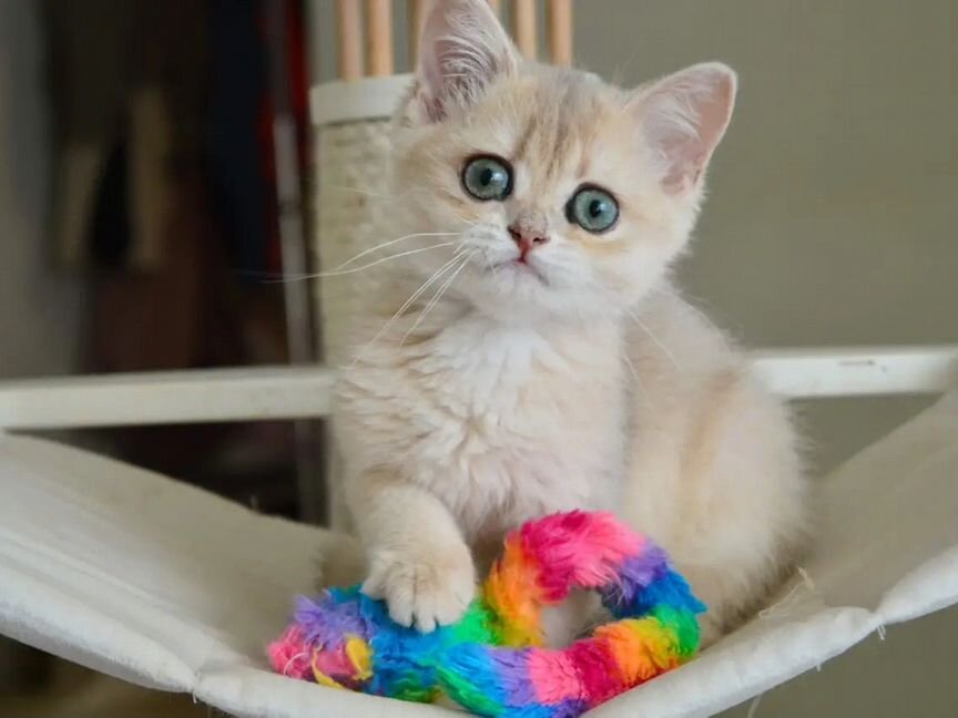 Котик голубая золотая шиншилла