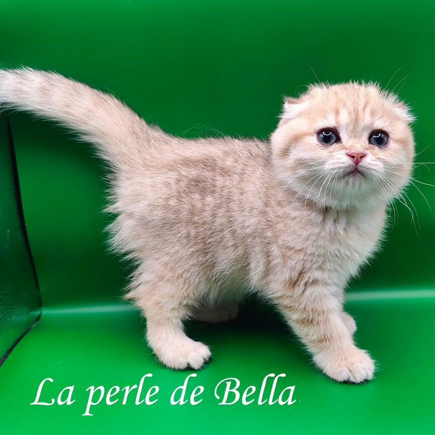 Шотландская вислоухая кошечка