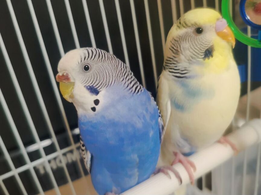 Волнистые попугаи