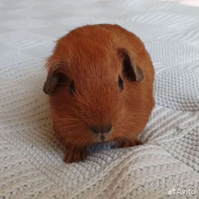 Морская свинка. Мальчик