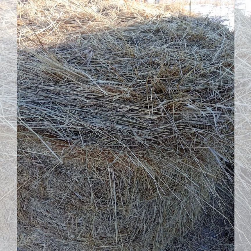 Продам сено в рулонах