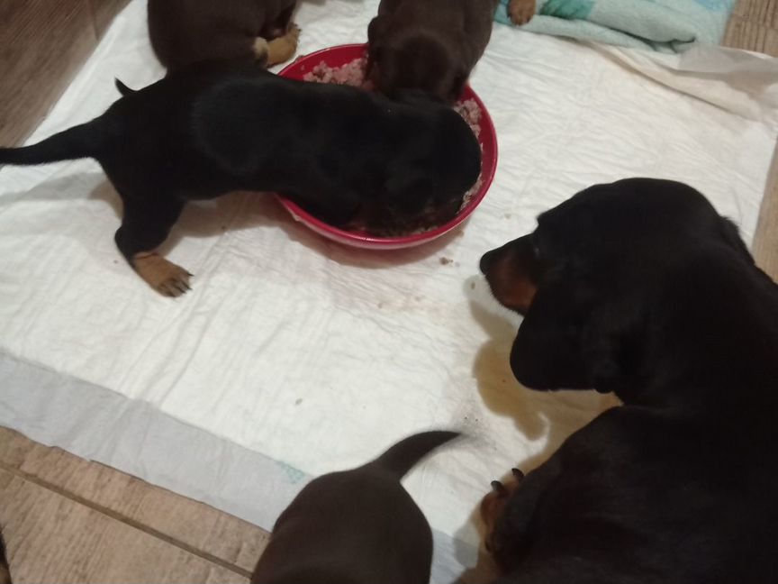 Щенки таксы