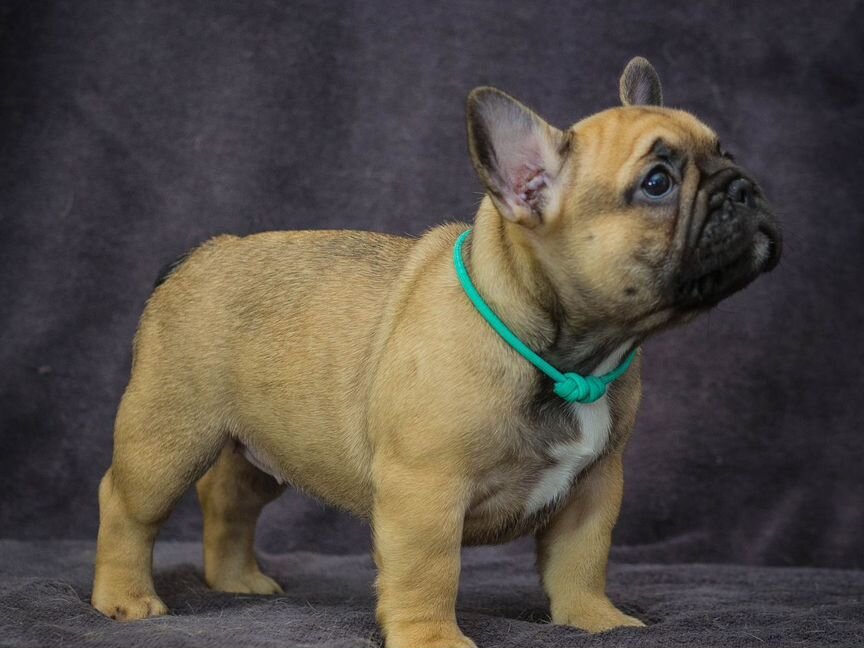 Французский бульдог