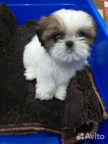 Ши тцу (мини)