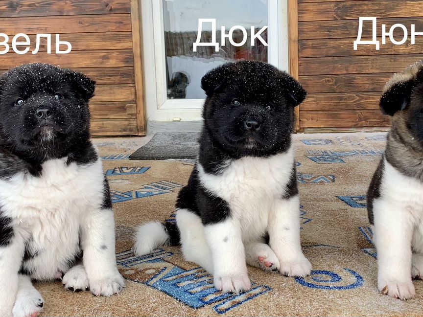 Щенки американской акиты