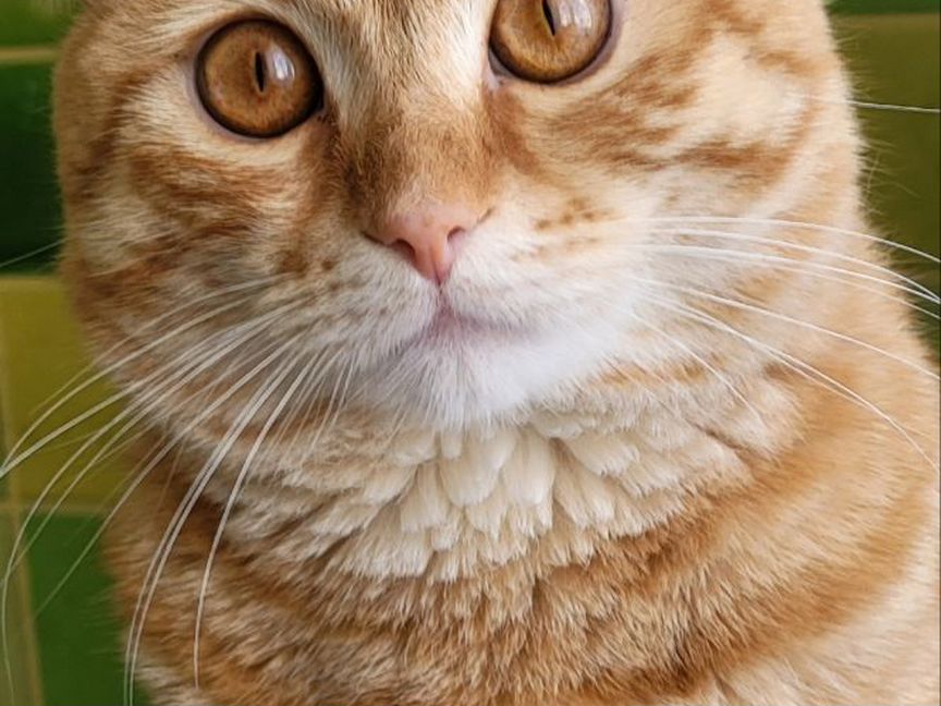 Кот шотландский вислоухий рыжий