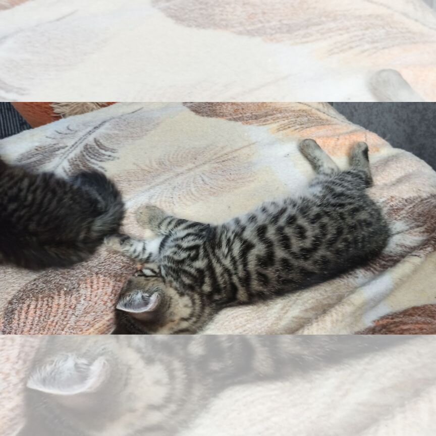 Котята в добрые руки бесплатно