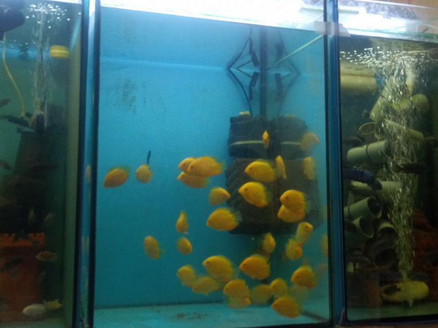 Аквариум 650л